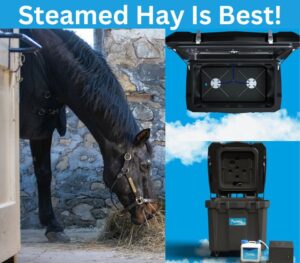 Why Steamed Hay is the Best Choice for Horses